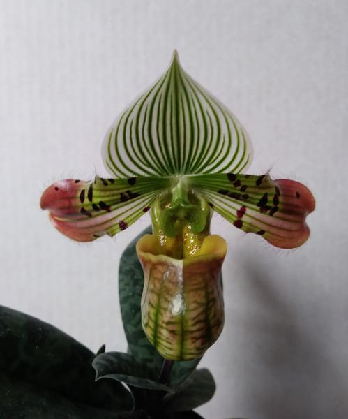 Paphiopedilum – The Orchidist