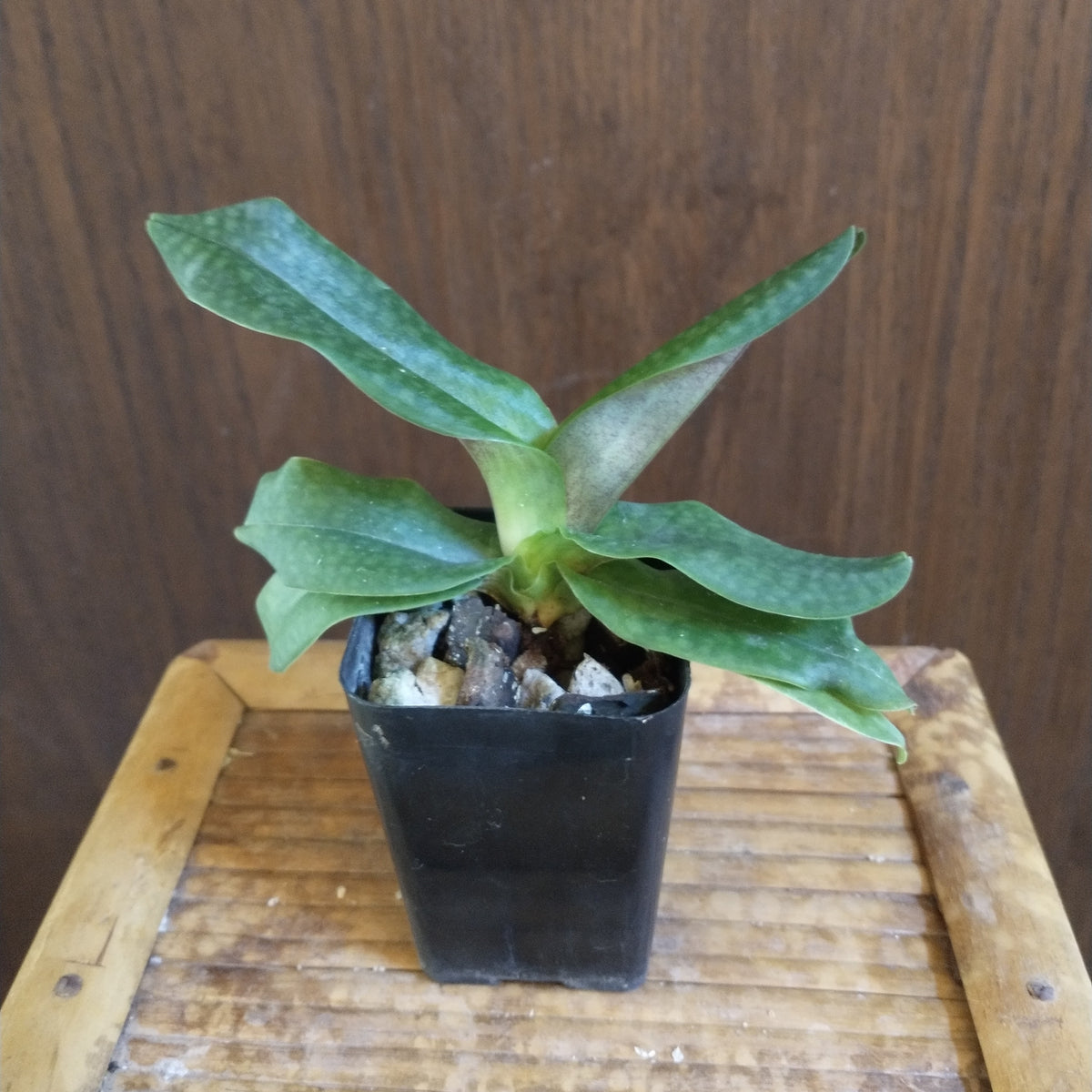 Paphiopedilum Iona – The Orchidist