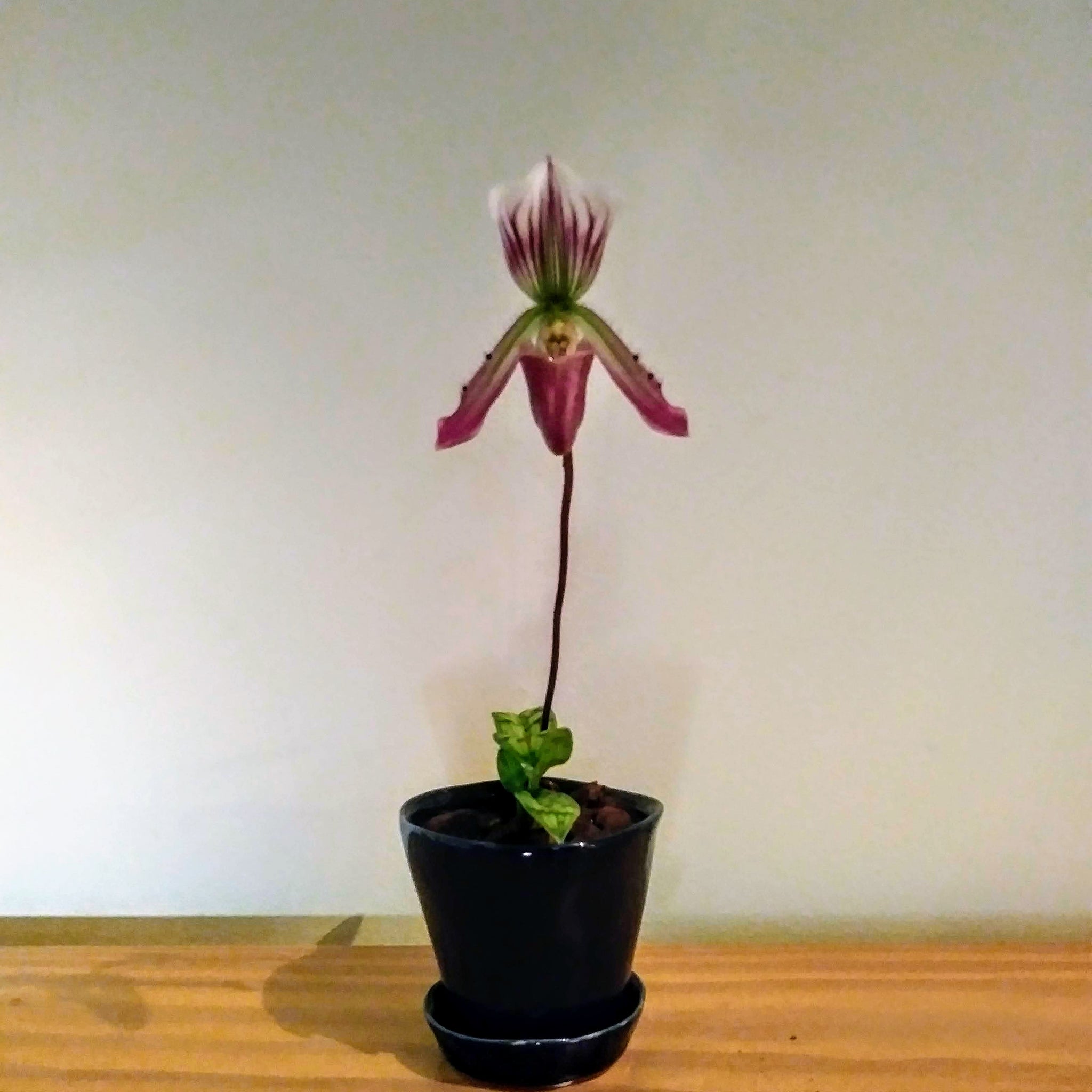 Paph barbatum var nigritum 'Pigmy' – The Orchidist